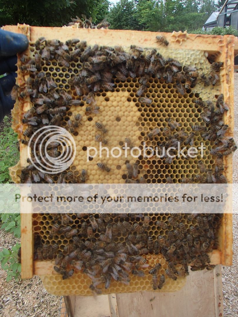 Making up Mating Nucs | Beesource Beekeeping Forums